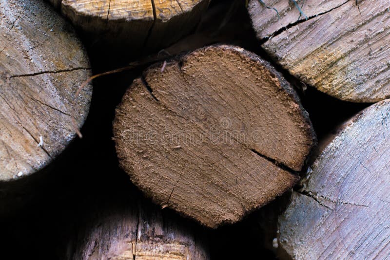 Cross Section of the Tree Macro. Stock Image - Image of macro, stack ...