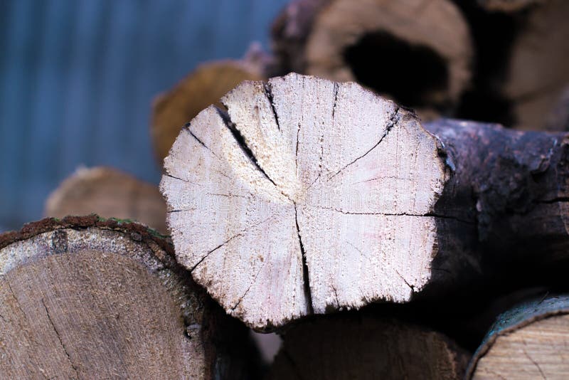 Cross Section of the Tree Macro. Stock Image - Image of macro, stack ...
