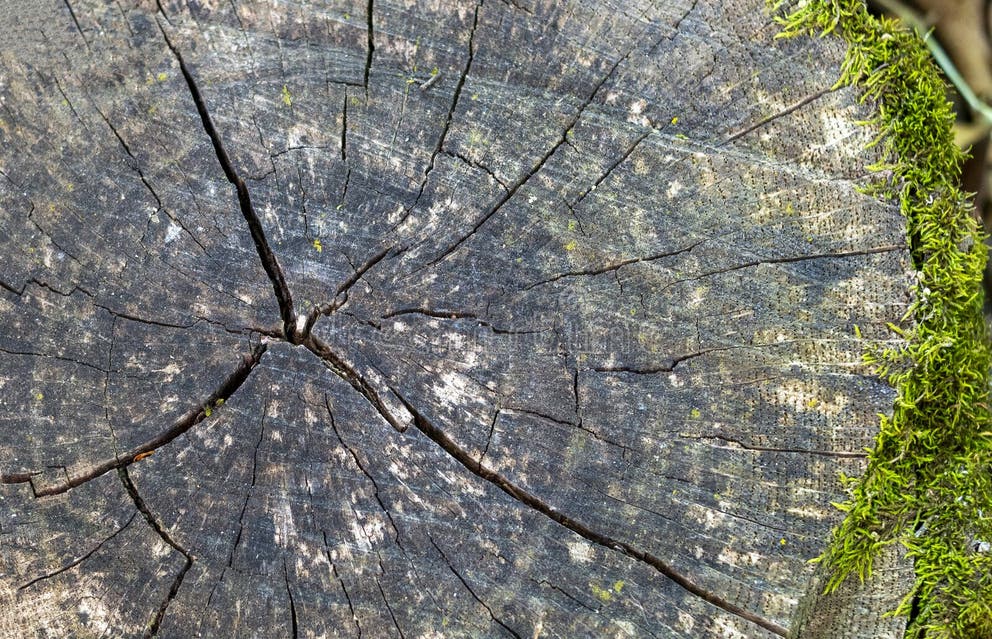 Cross Section of the Tree. Moss Stock Photo - Image of circle, moss ...