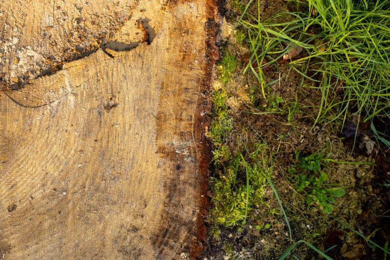 Cross Section of a Tree and Moss Stock Photo - Image of forest, brown ...