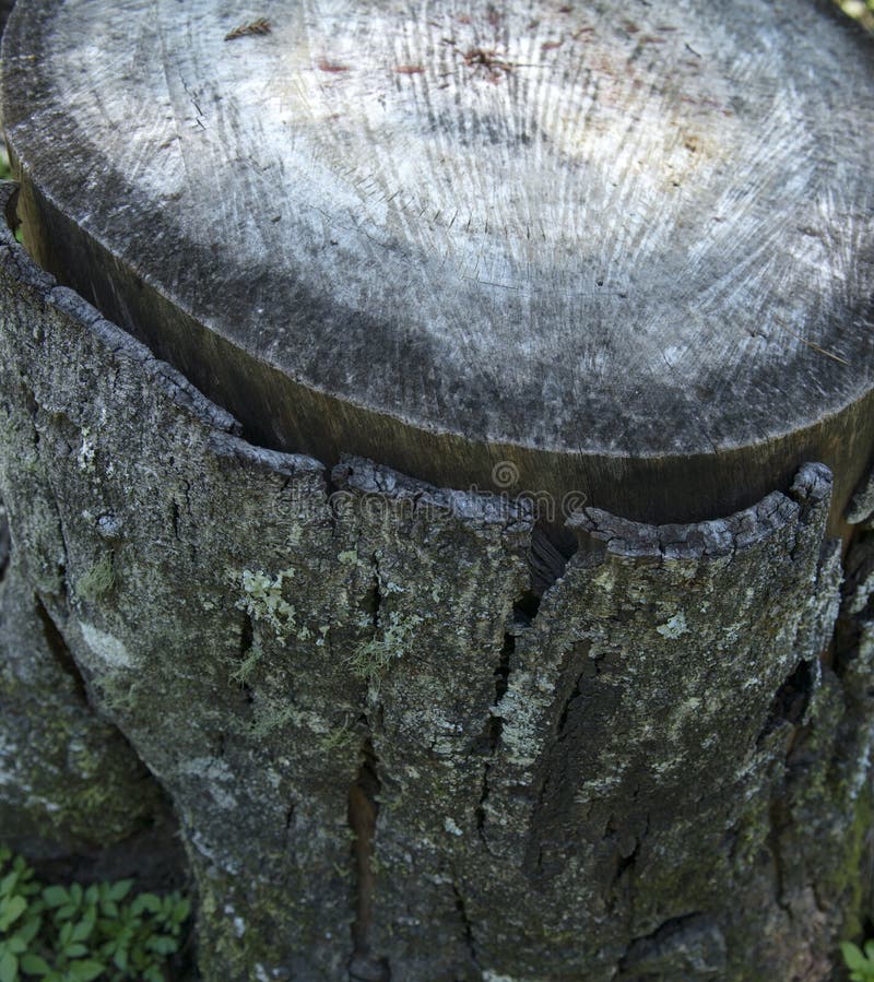 Cross section of tree stock image. Image of natural, ring - 57976375