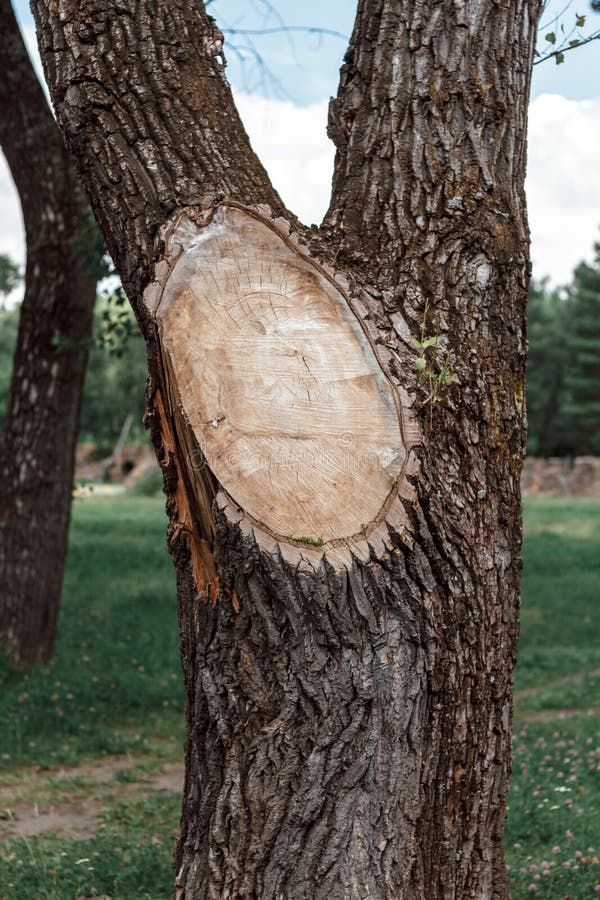 Cross-section of Tree Rings. Cut Branches on a Tree, the Texture of the ...