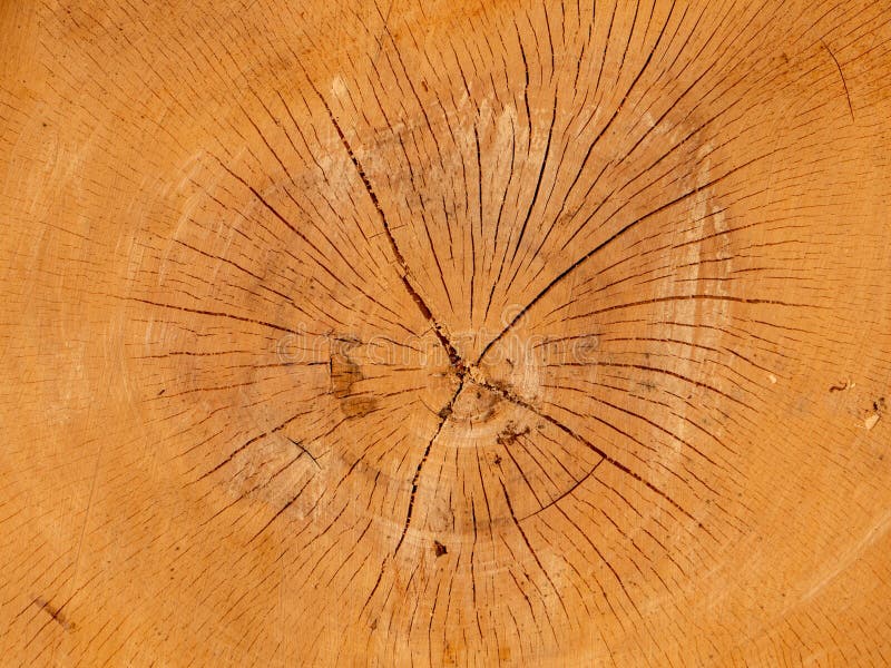 Cross Section of Tree Rings of a Tree Stock Image - Image of material ...
