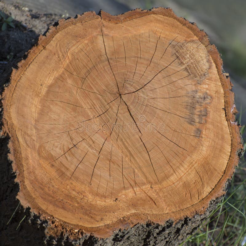 Cross Section of the Tree. on the Section, Annual Rings and Cracks are ...