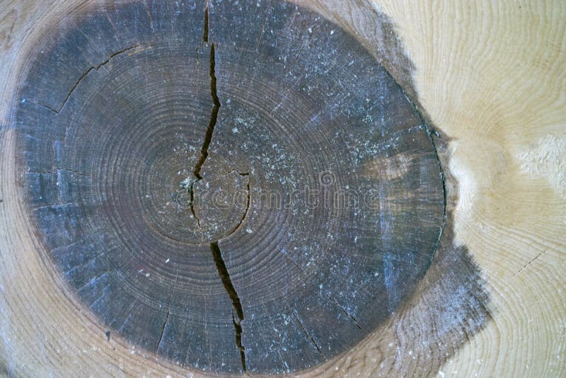 Cross Section of Tree Stump Stock Photo - Image of circular, shape ... Cross Section of Tree Stump Stock Photo - Image of circular, shape ...