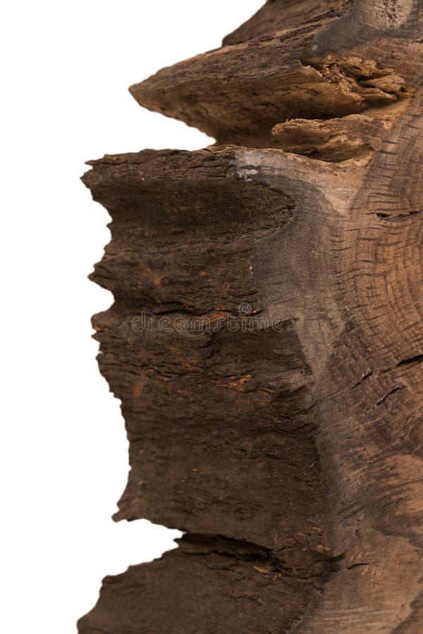 Cross Section Of Tree Stump Isolated On White Background Stock Image ... Cross Section Of Tree Stump Isolated On White Background Stock Image ...