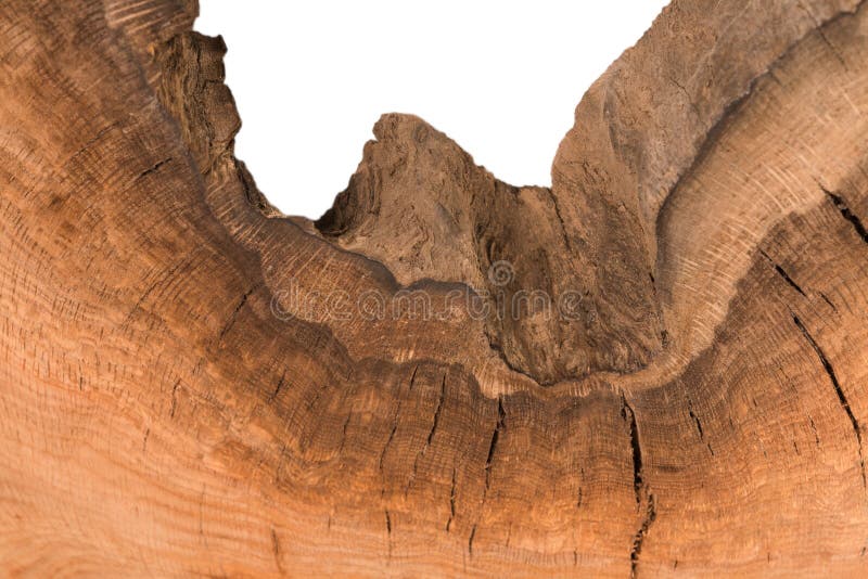 Cross Section of Tree Stump Isolated on White Background Stock Image ... Cross Section of Tree Stump Isolated on White Background Stock Image ...