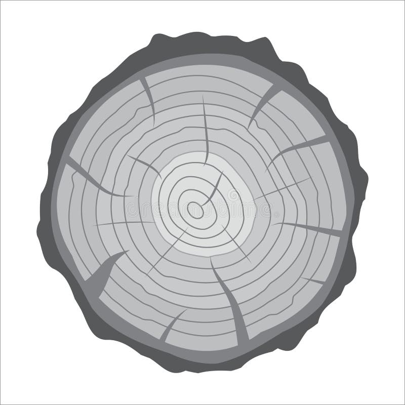 Cross Section of Tree Stump or Trunk. Wood Cut Stock Vector ...