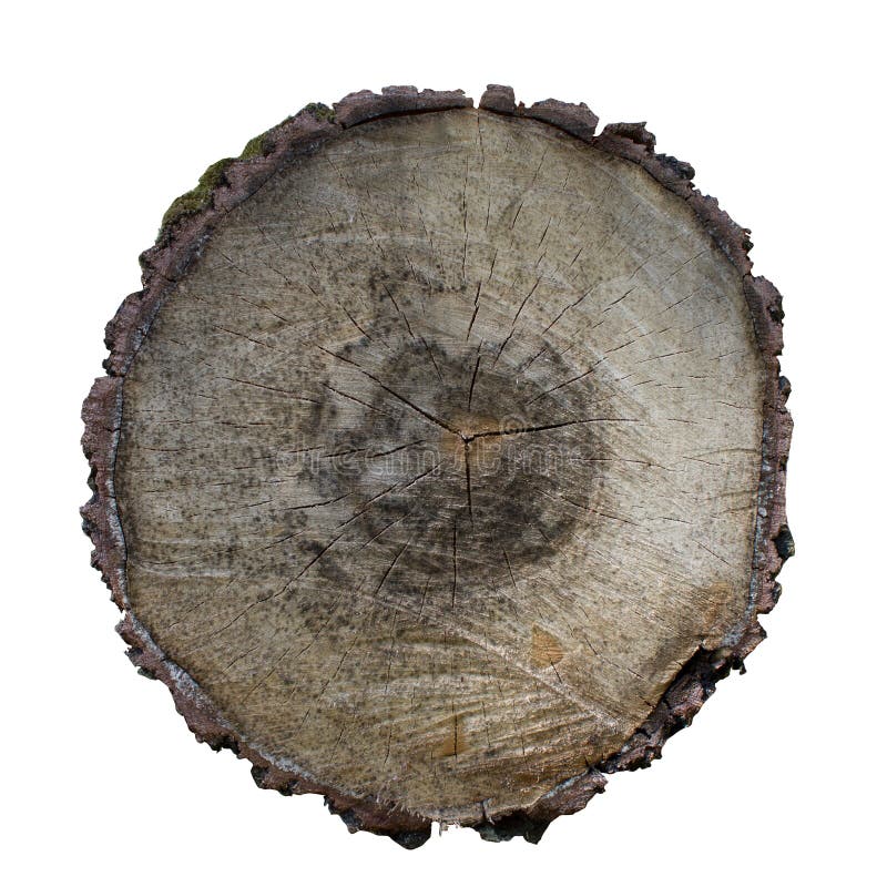 Cross-section of a Tree Texture Stock Image - Image of texture, pattern ...