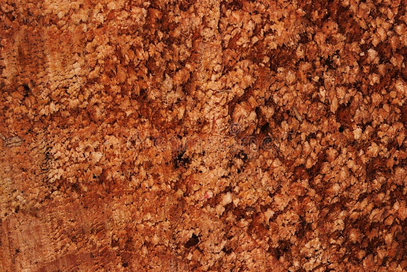 Cross Section of Tree Texture Stock Image - Image of great, macro ...