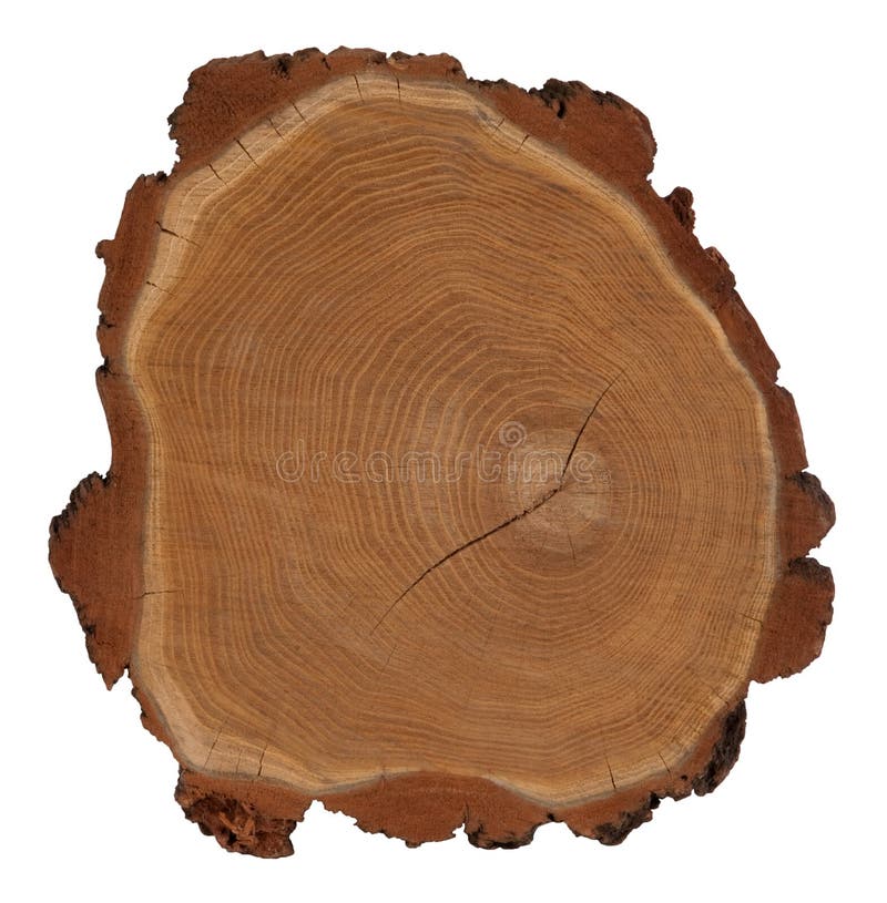 Cross Section of Tree Trunk Stock Image - Image of isolated, circle ... Cross Section of Tree Trunk Stock Image - Image of isolated, circle ...