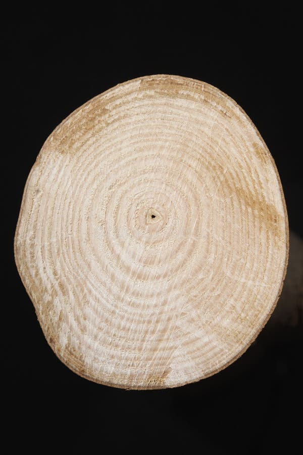 471 Vertical Cross Section Tree Stock Photos - Free & Royalty-Free ...