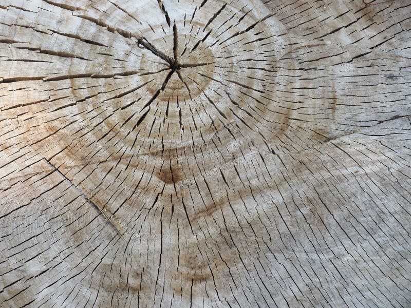 Cross Section of Tree Trunk Background Stock Image - Image of plant ...