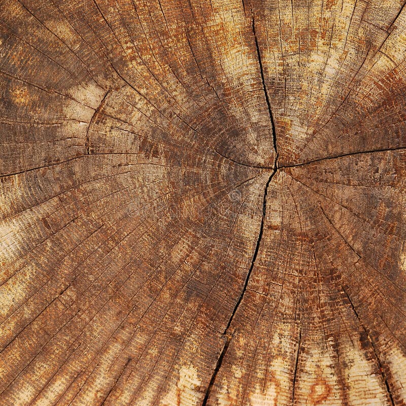 Cross Section of a Tree Trunk. Background, Texture Stock Image - Image ...