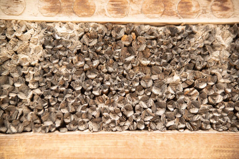 471 Vertical Cross Section Tree Stock Photos - Free & Royalty-Free ...