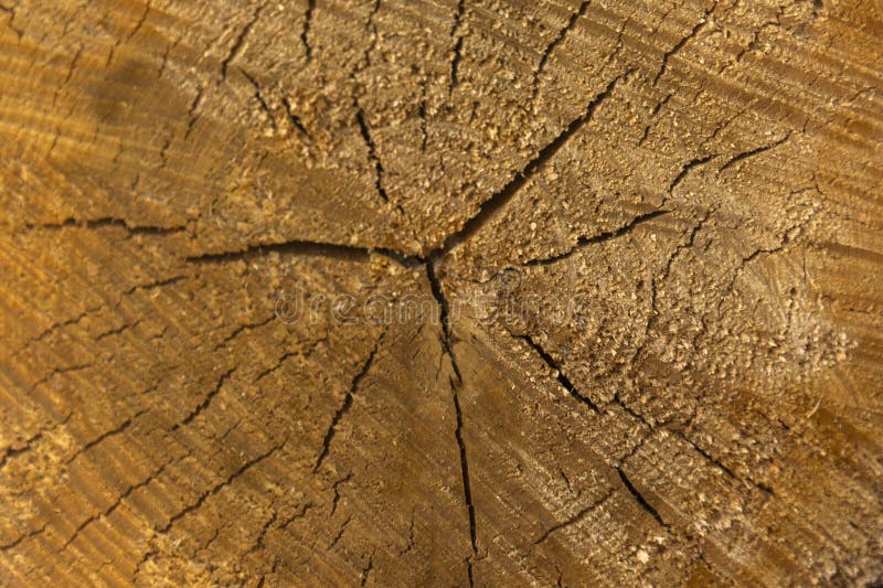 Cross Section of a Tree Trunk Close-up. Wood Texture Stock Image ...