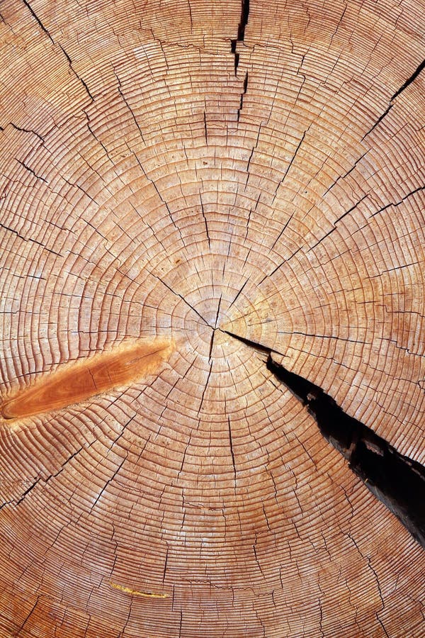 Cross-section of a Tree Trunk Stock Image - Image of plant, forest ...