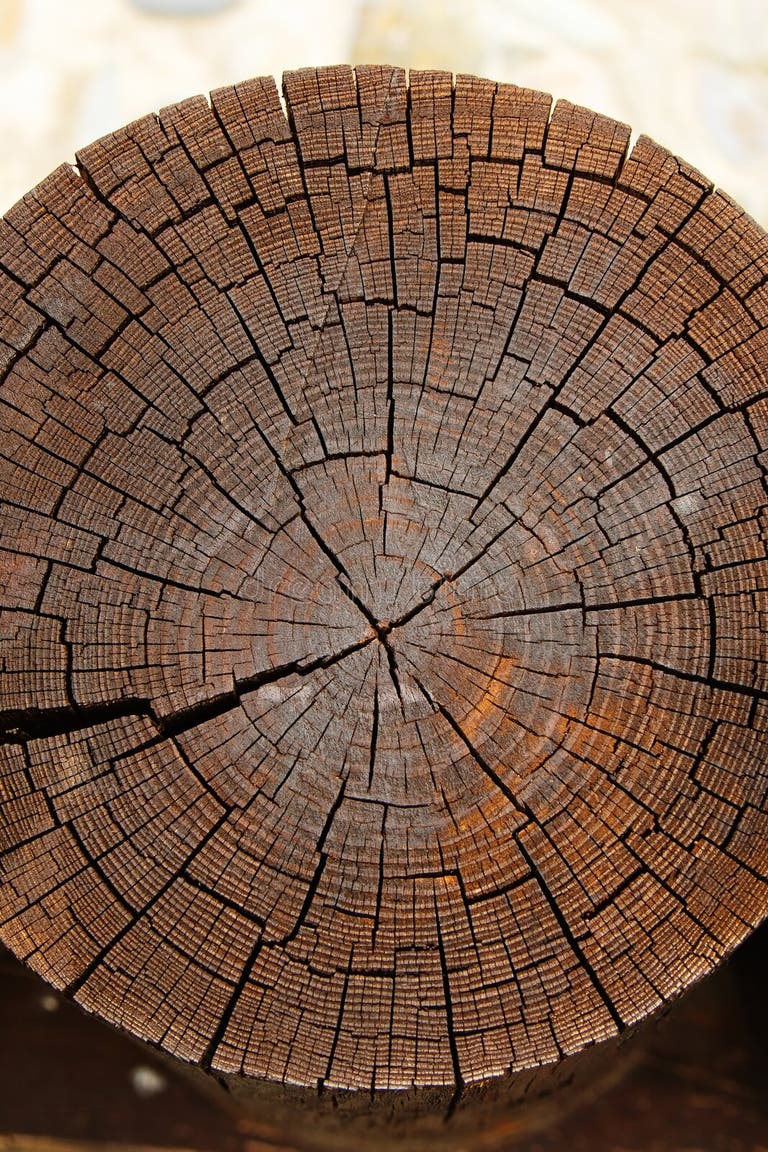 54,073 Wood Trunk Structure Stock Photos - Free & Royalty-Free Stock ...