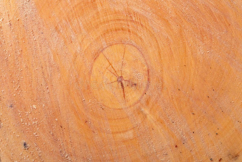 Cross Section of Tree Trunk Stock Photo - Image of detail, cross: 130614920