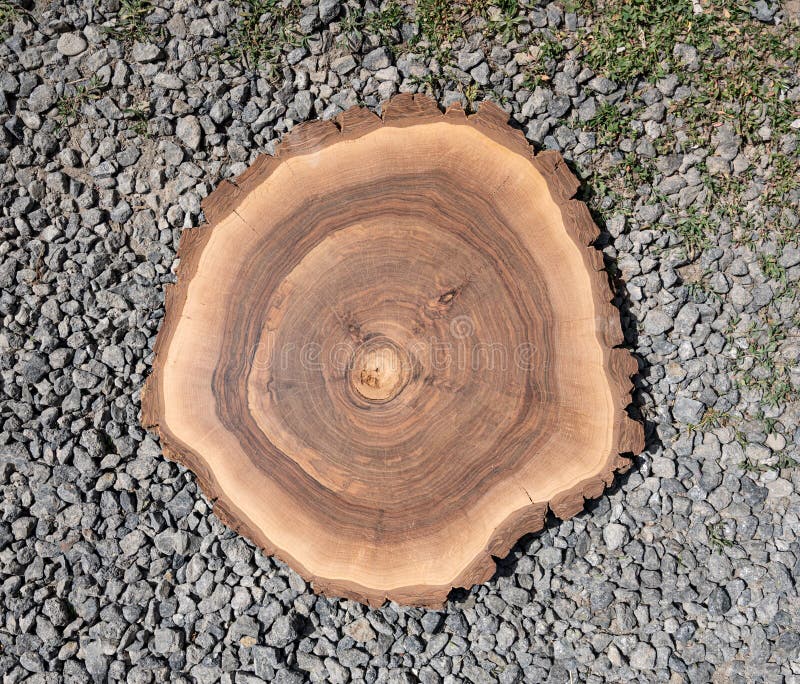 Cross Section of Tree Trunk Stock Photo - Image of table, structure ...