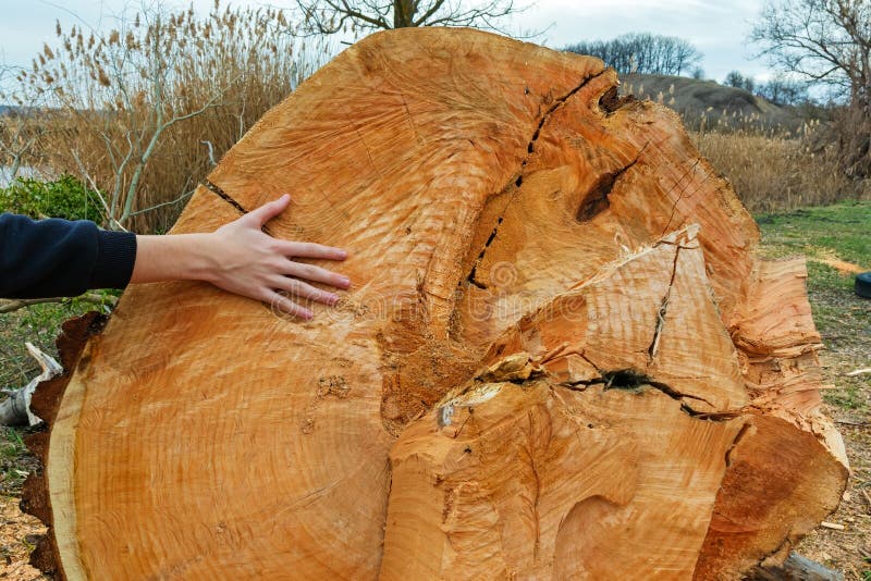 A Cross-section of a Tree Trunk Cut Down and a Human Hand for ...