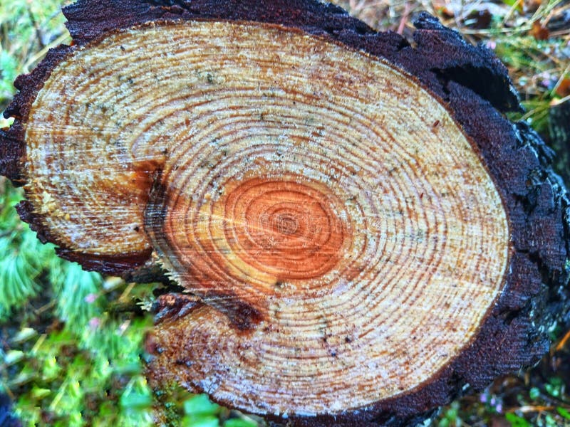 Tree Rings in a Cross Section. Background Nature. Stock Photo - Image ...