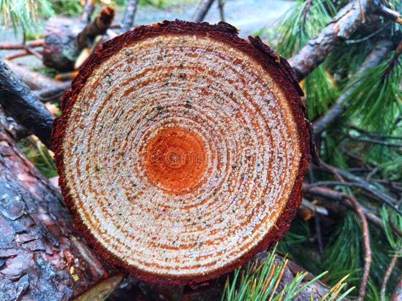 Tree Rings in a Cross Section. Background Nature. Stock Photo - Image ...