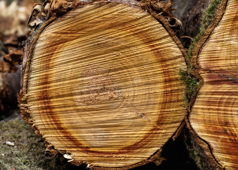 Cross Section of Tree Trunk in Forest Stock Photo - Image of ring ...