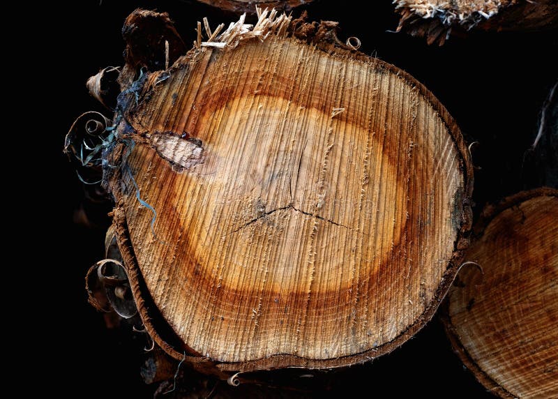 Cross Section of Tree Trunk in Forest Stock Photo - Image of forest ...