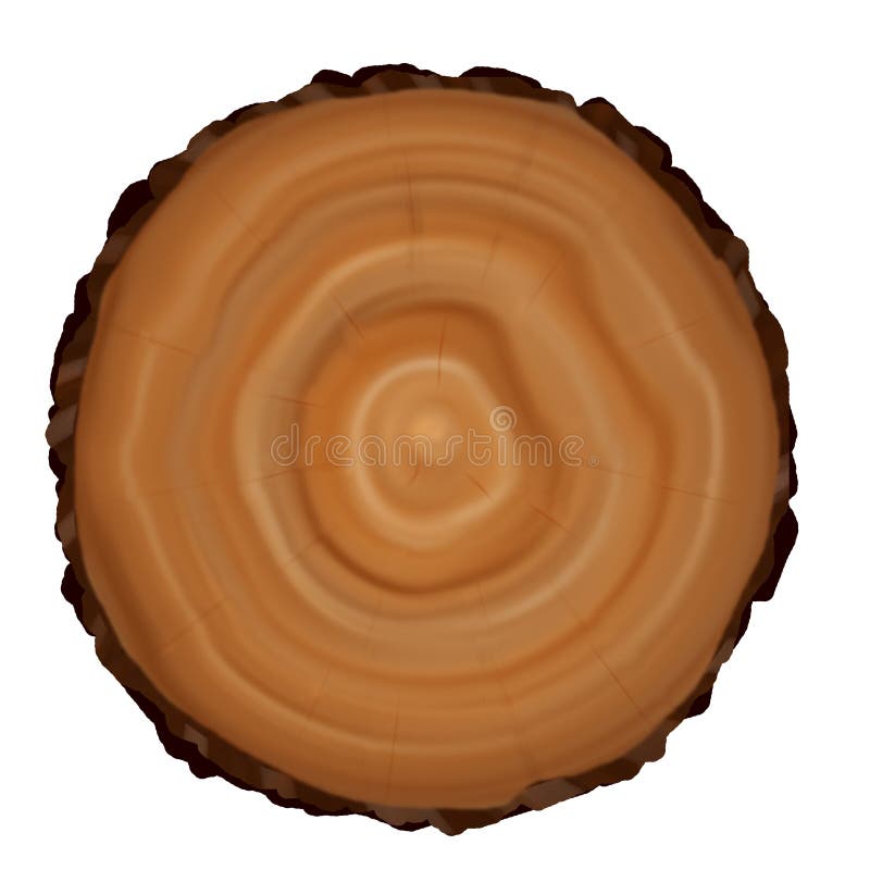 Cross Section of Tree Trunk Stock Illustration - Illustration of ...