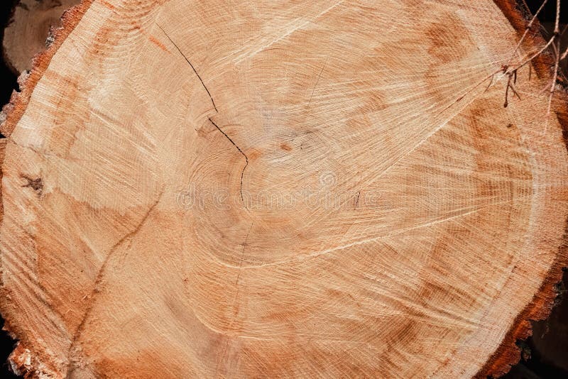 Cross Section of Tree Trunk on White Background Stock Photo - Image of ...