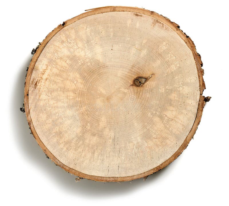 Oak Trunk Cross Cut Wood Texture Stock Photo - Image of material, tree ...