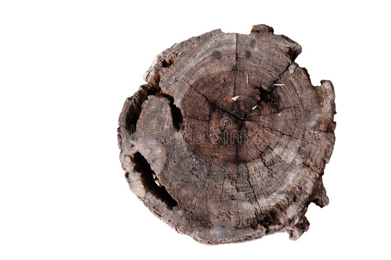 107 Cross Section Cut Trunk Beech Stock Photos - Free & Royalty-Free ...