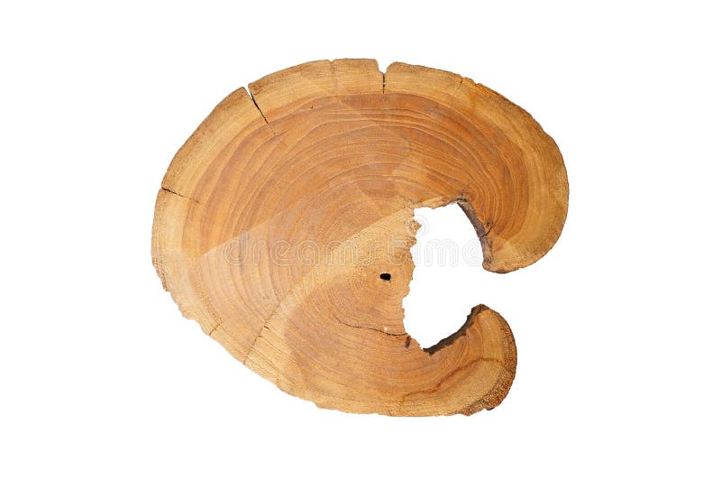 165 Beech Tree Cross Section Photos - Free & Royalty-Free Stock Photos ...