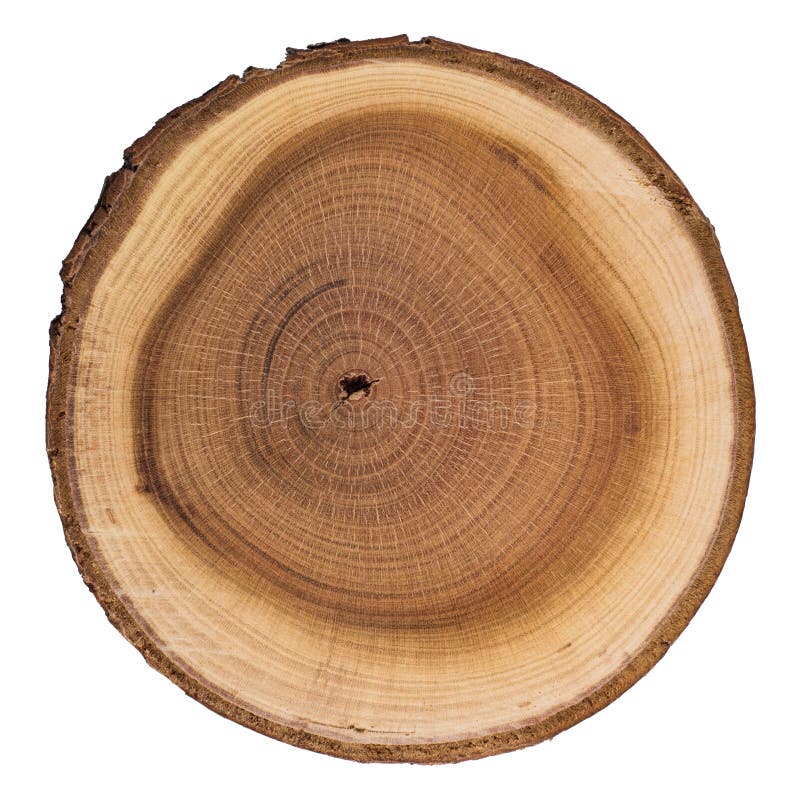 Cross Section of Tree Trunk Isolated on White Background Stock Image ...
