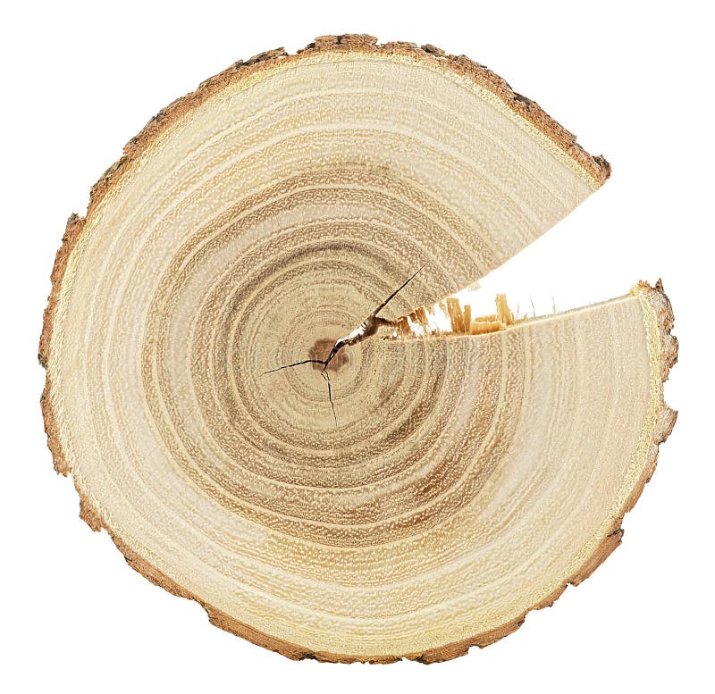 2,668 Textured Oak Wood Cross Section Stock Photos - Free & Royalty ...