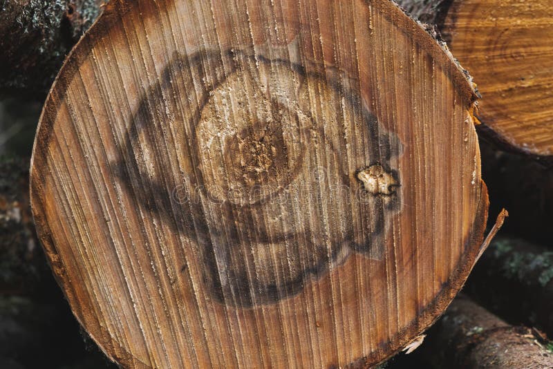 Cross Section of a Tree Trunk, a Log with Annual Rings. Stock Image ...