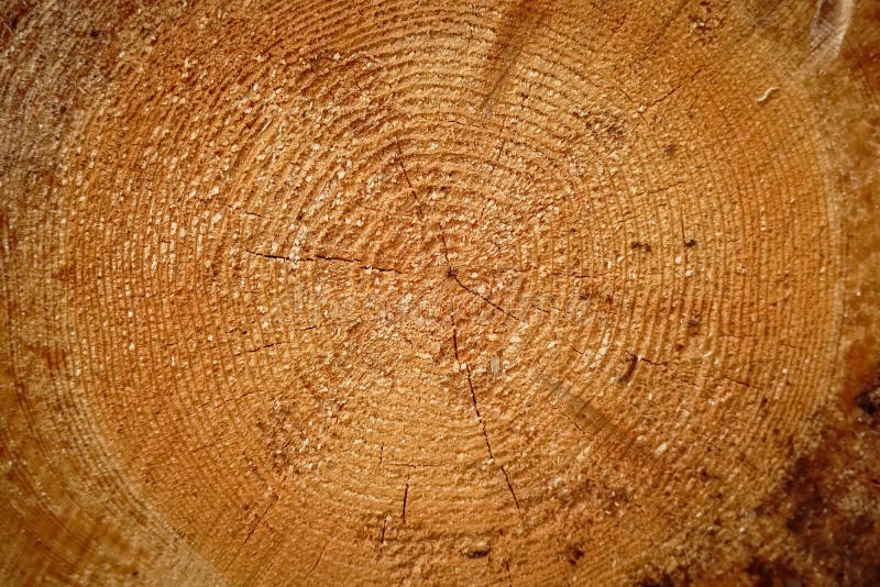 1,118 Tree Cross Section Art Stock Photos - Free & Royalty-Free Stock ...