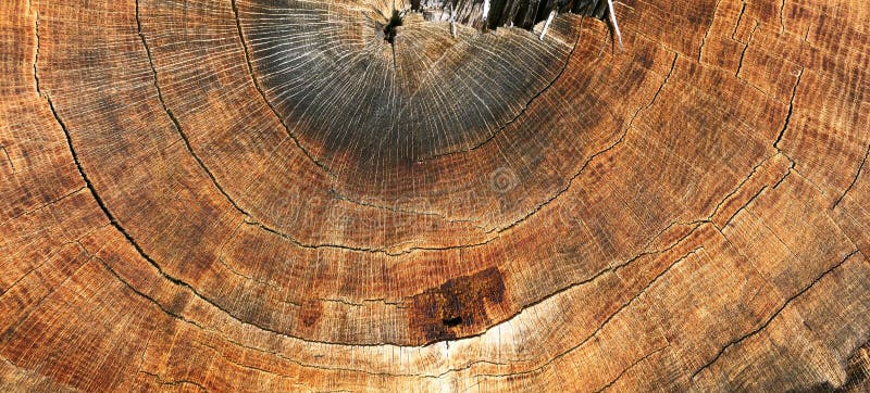 Cross Section of Tree Trunk Oak. Brown Old Wood Texture Stock Image ...