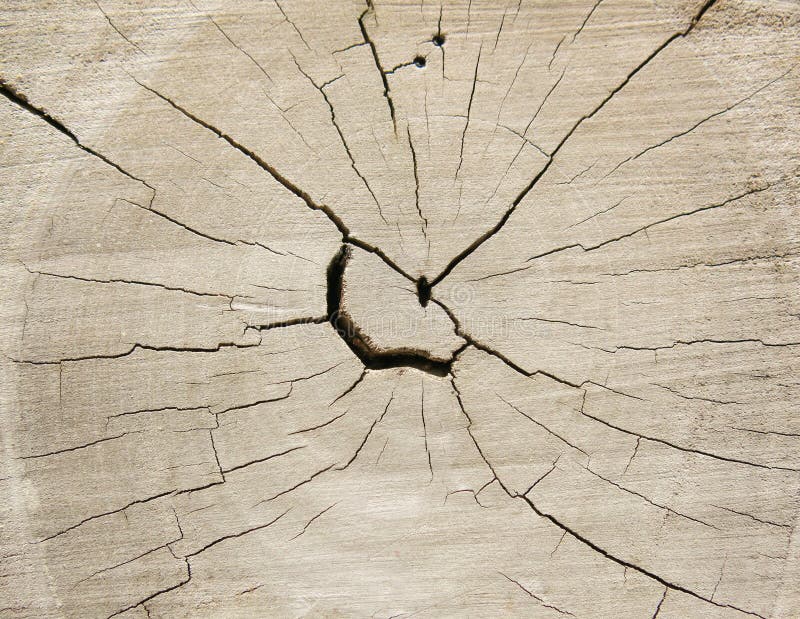 Cross Section of a Tree Trunk Stock Image - Image of segment, chopped ...