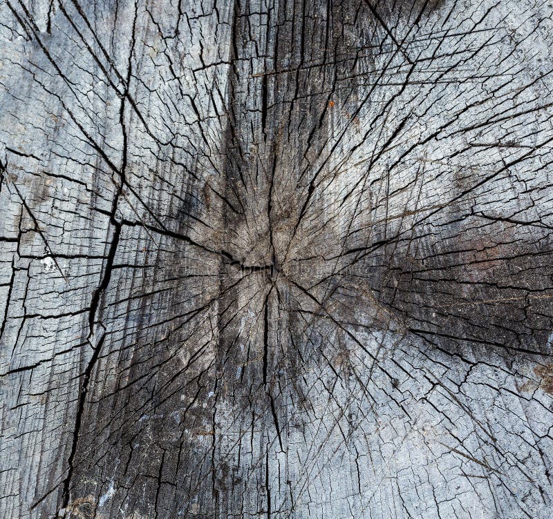 Cross Section of Tree Trunk Stock Image - Image of circle, round: 48453849