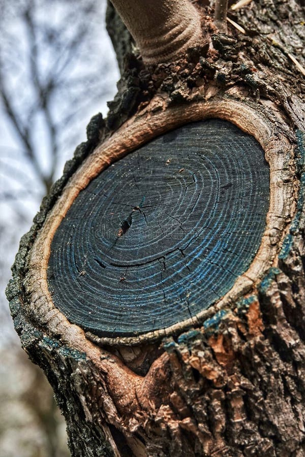 Cross Section of a Tree Trunk Rings Closeup in Morarilor Park in ...