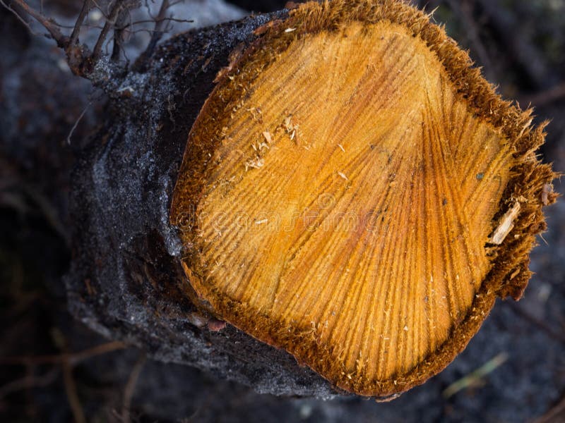 Cross Section of Tree Trunk, Rough Orange Circle Cut Stock Image ...