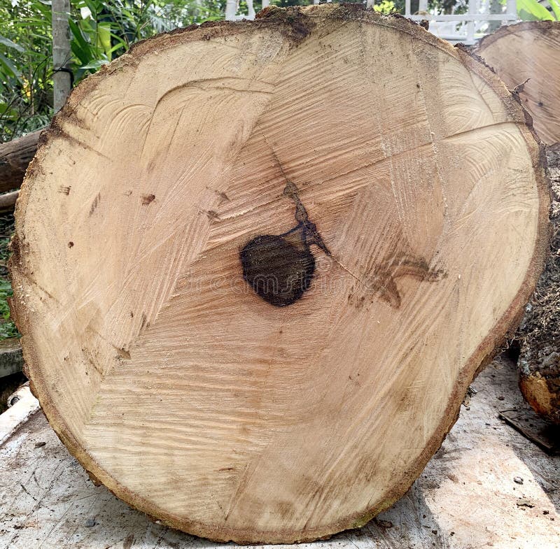 Cross-Section of a Tree Trunk Showing Grain and Growth Rings Stock ...