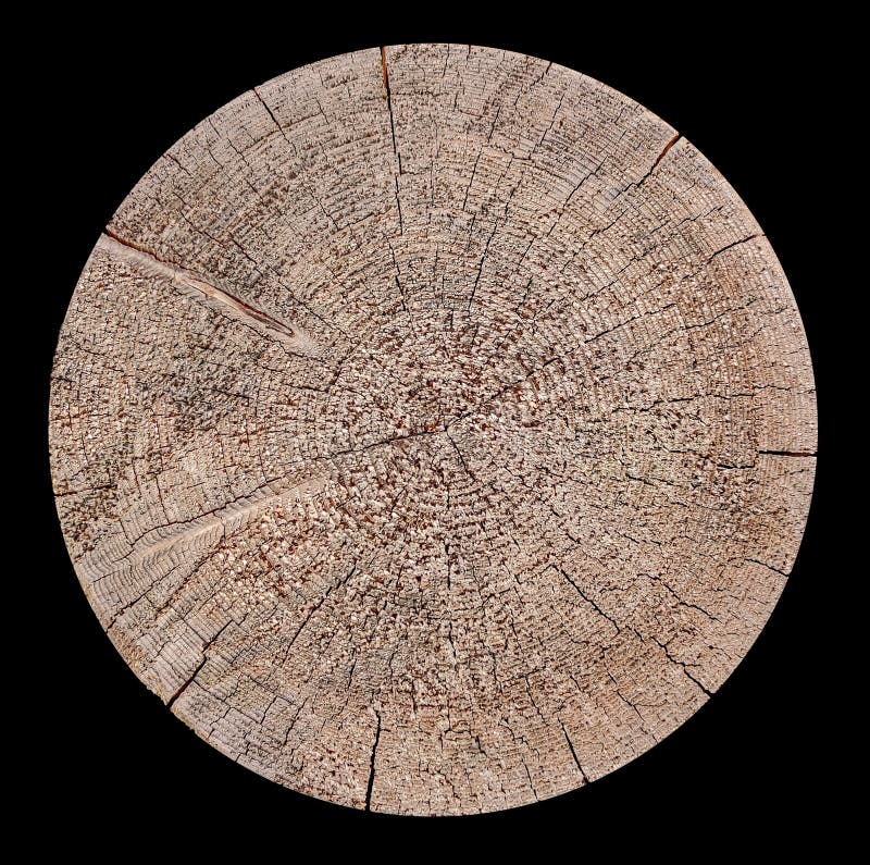 Cross Section of Tree Trunk Stock Image - Image of cracked, cross ...