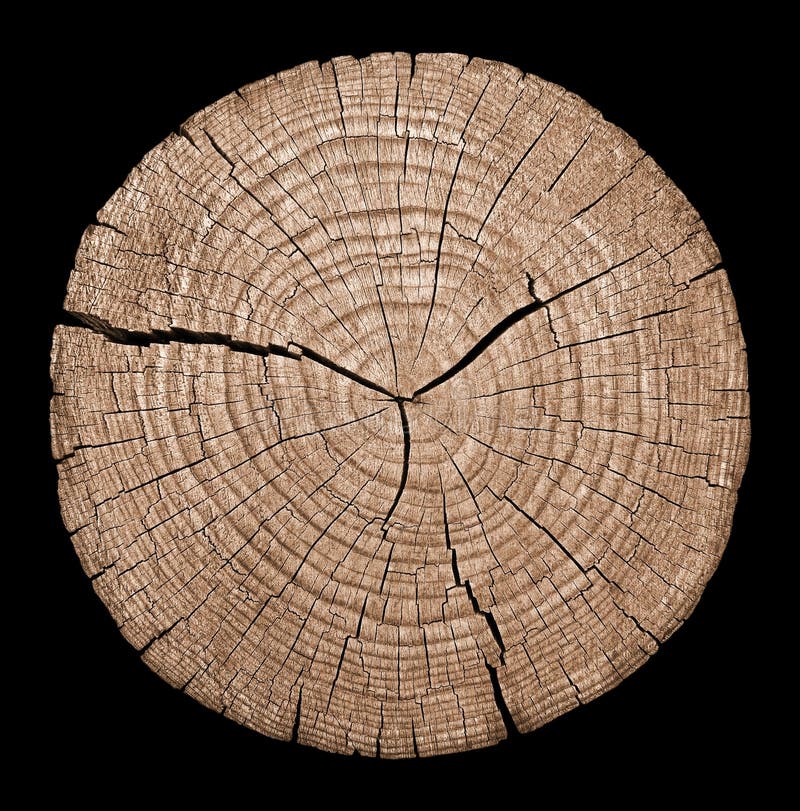 Cross Section of Tree Trunk Stock Photo - Image of forest, broken: 86465894