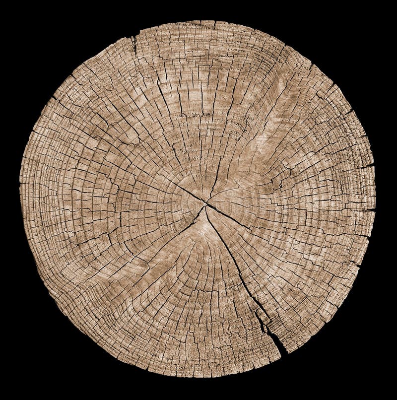 Cross section stock image. Image of abstract, lumber - 96876079