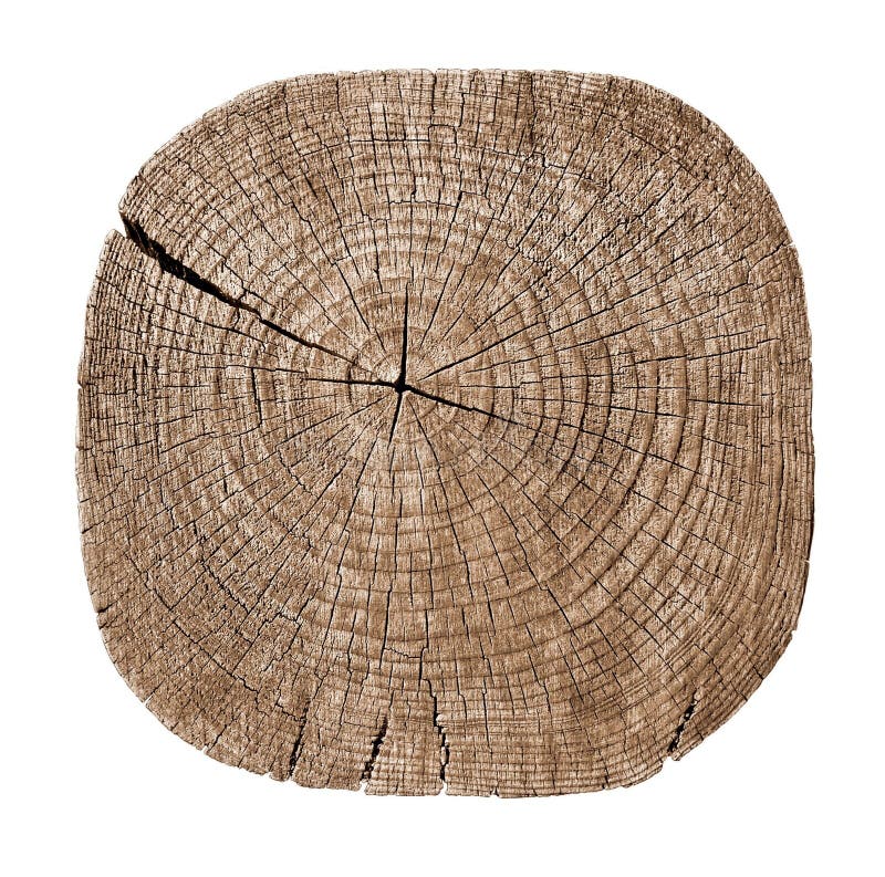 Cross Section of Tree Trunk Stock Image - Image of isolated, material ...