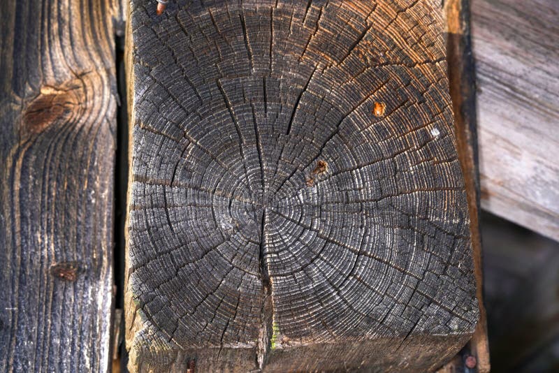 Cross-section of the Tree, a Tree Trunk Structure Stock Image - Image ...