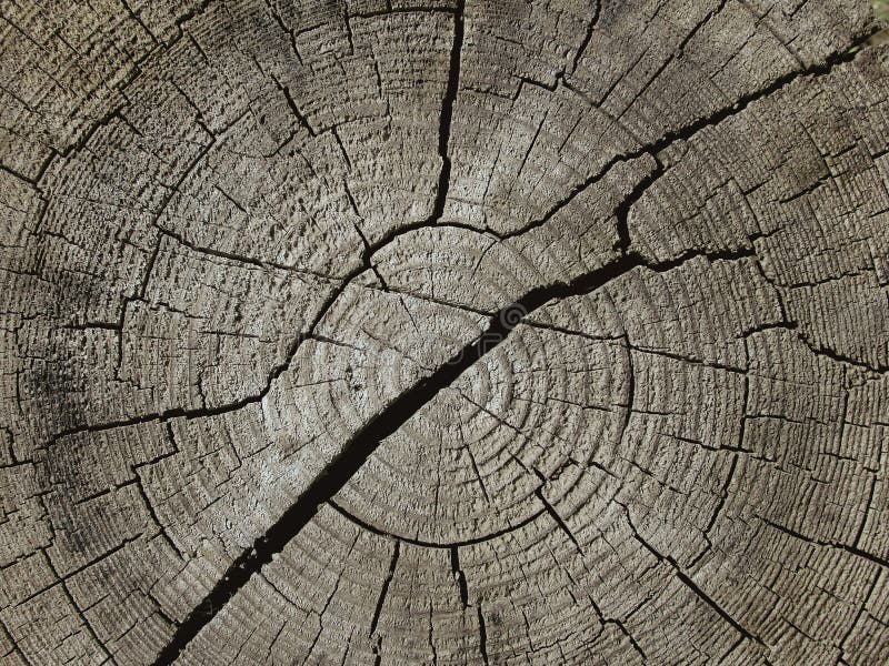 Cross Section of Tree Trunk, Stump. Rough Organic Texture of Tree Rings ...